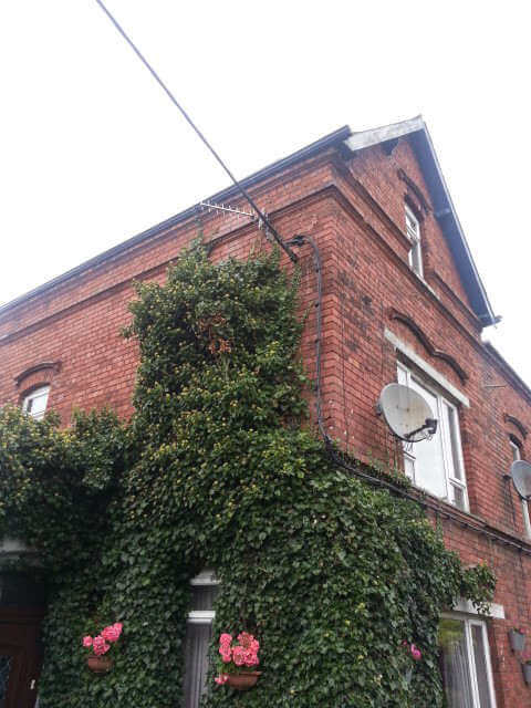 Ivy removal newtownabbey - Premier Lawns