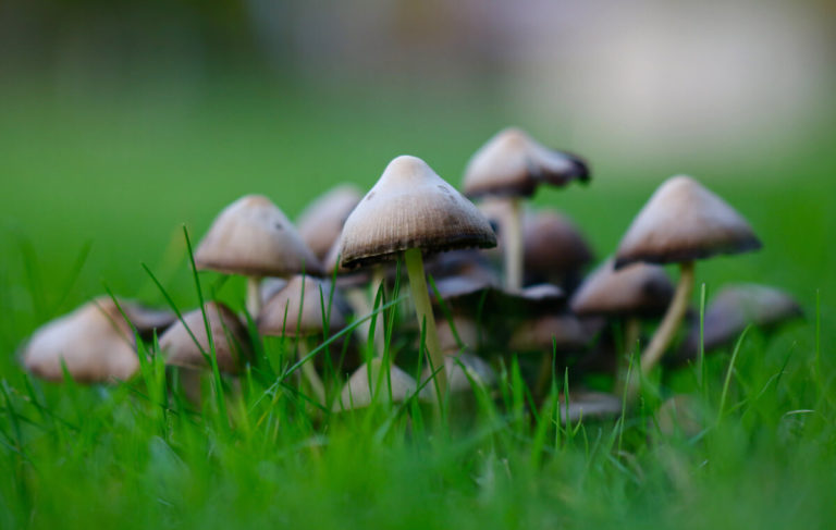 Why toadstools in your lawn are nothing to worry about - Premier Lawns