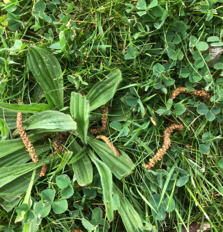 A beginners guide to getting rid of lawn weeds - Premier Lawns