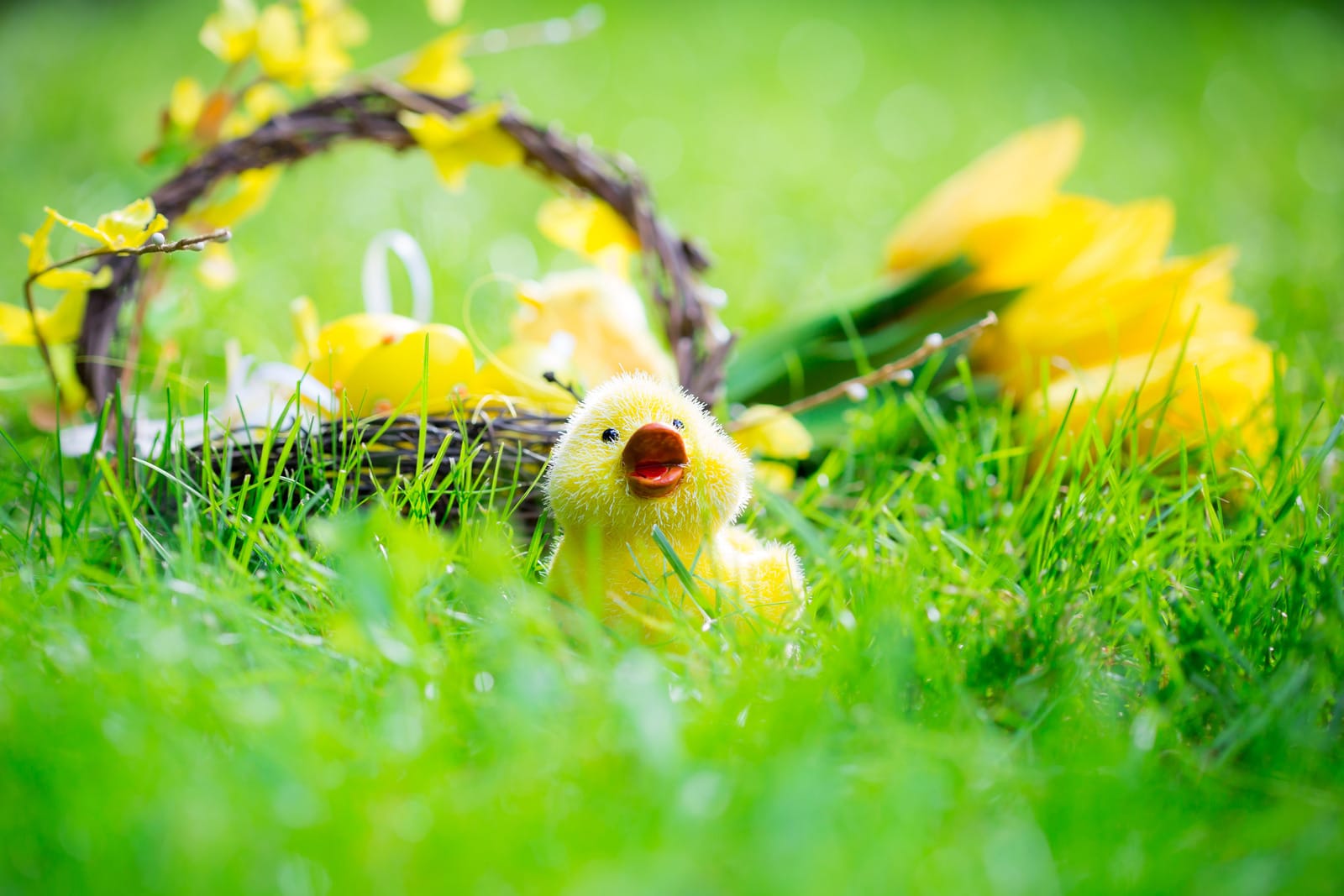 Easter garden activities, our top five for the family. - Premier Lawns