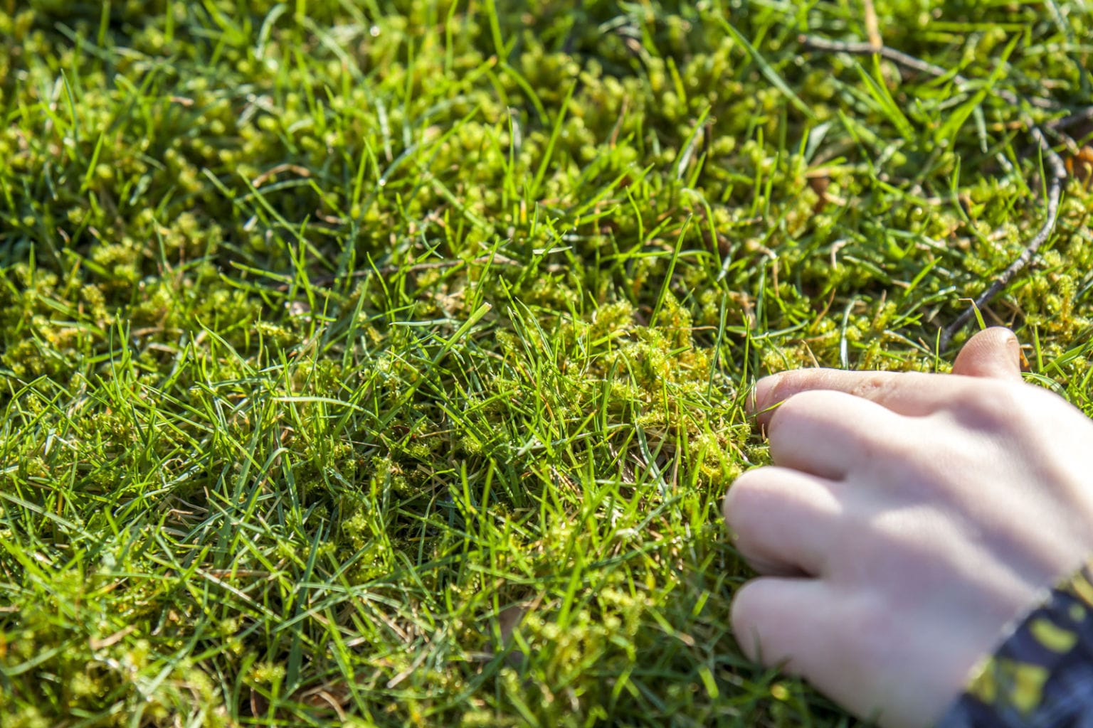 How To Kill Moss In Your Lawn - A Step By Step Guide - Premier Lawns