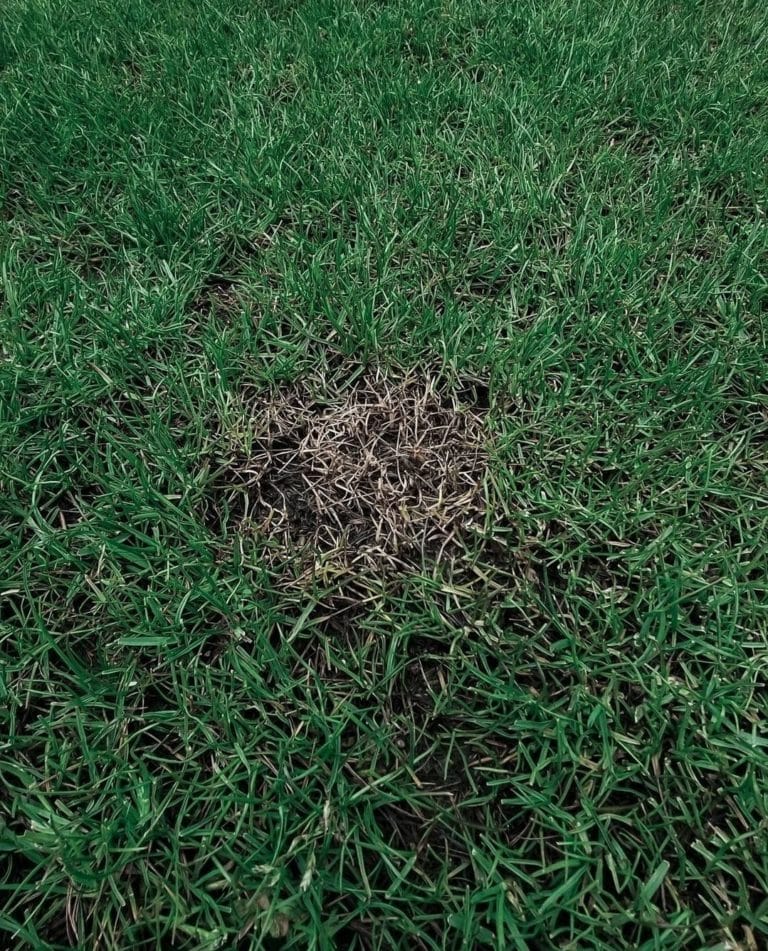 This Could Happen To You! Lawn Errors To Avoid - Premier Lawns
